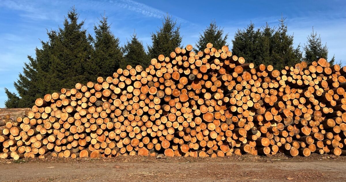 Timber Update March 2025 | Taylor Maxwell